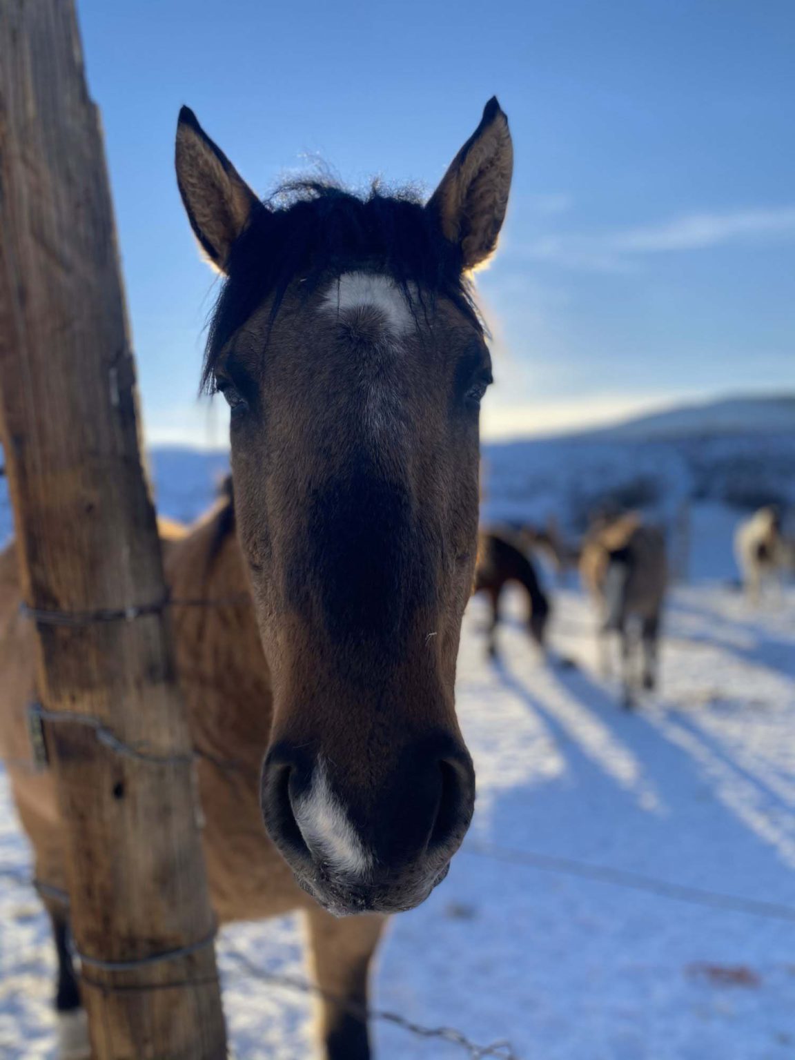 Raven Rider Stables - Gunnison Crested Butte Horseback Riding - Hey ...